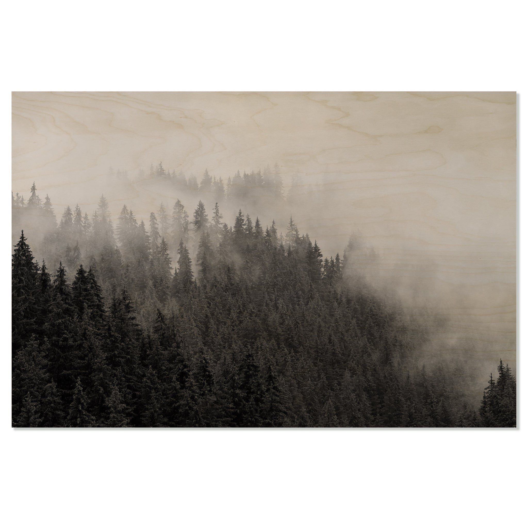 Foggy Treeline – sandiegoartprints.com